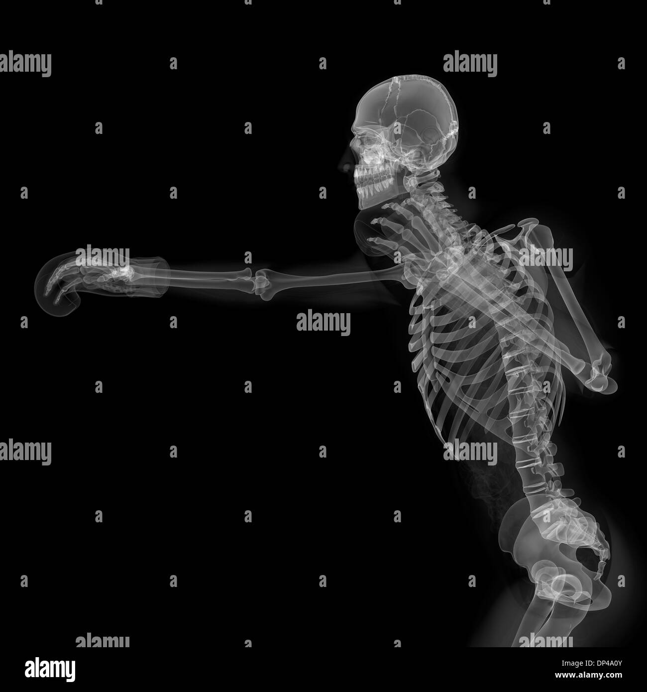 Skeleton boxing, artwork Stock Photo - Alamy