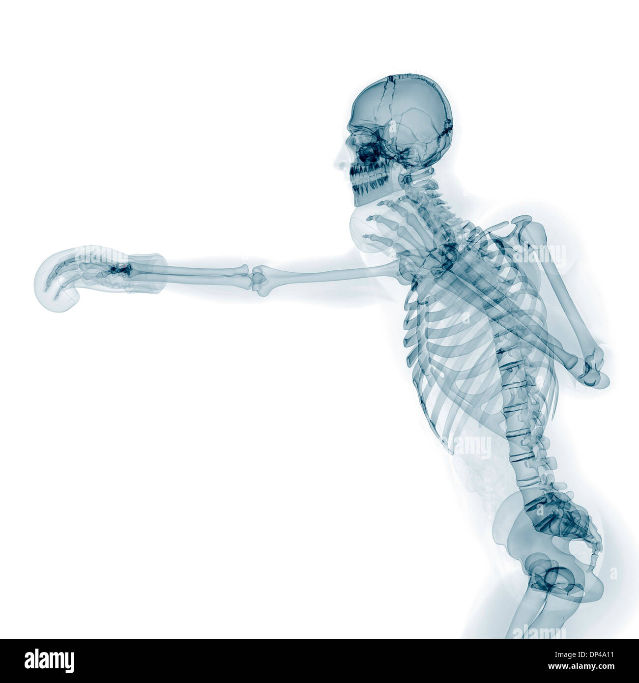 Skeleton boxing hi-res stock photography and images - Alamy