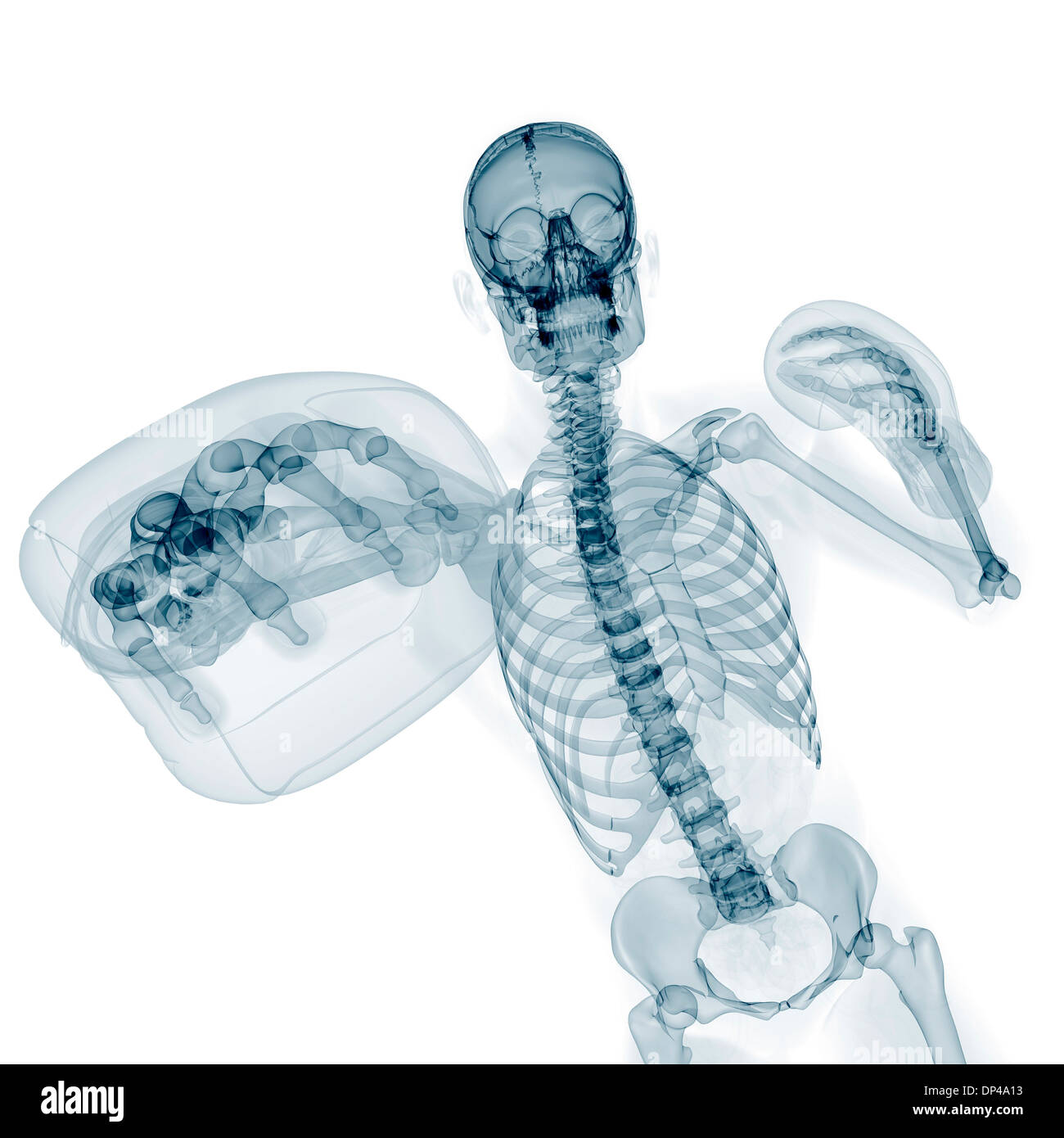 Skeleton boxing hi-res stock photography and images - Alamy
