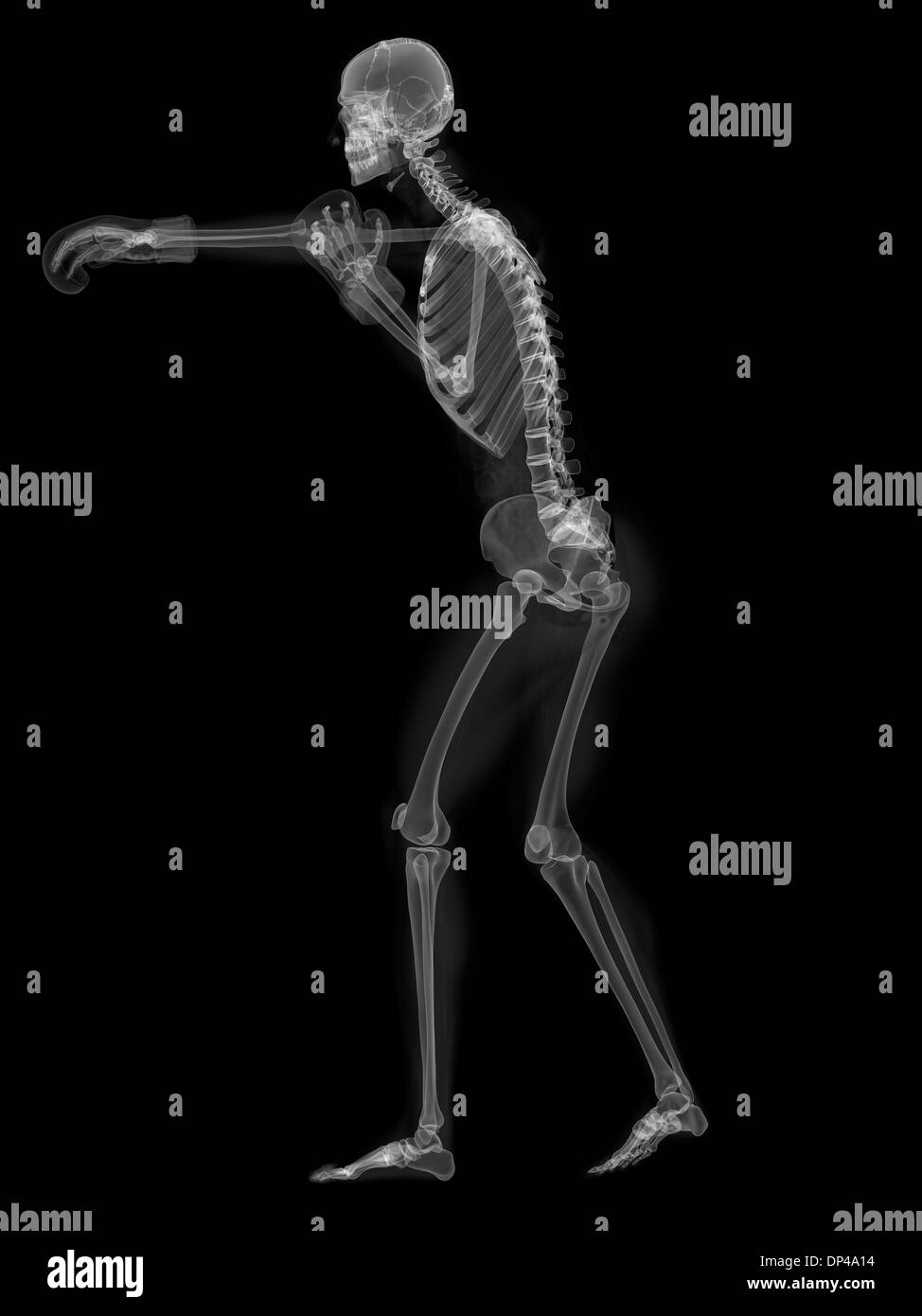 Skeleton boxing, artwork Stock Photo - Alamy