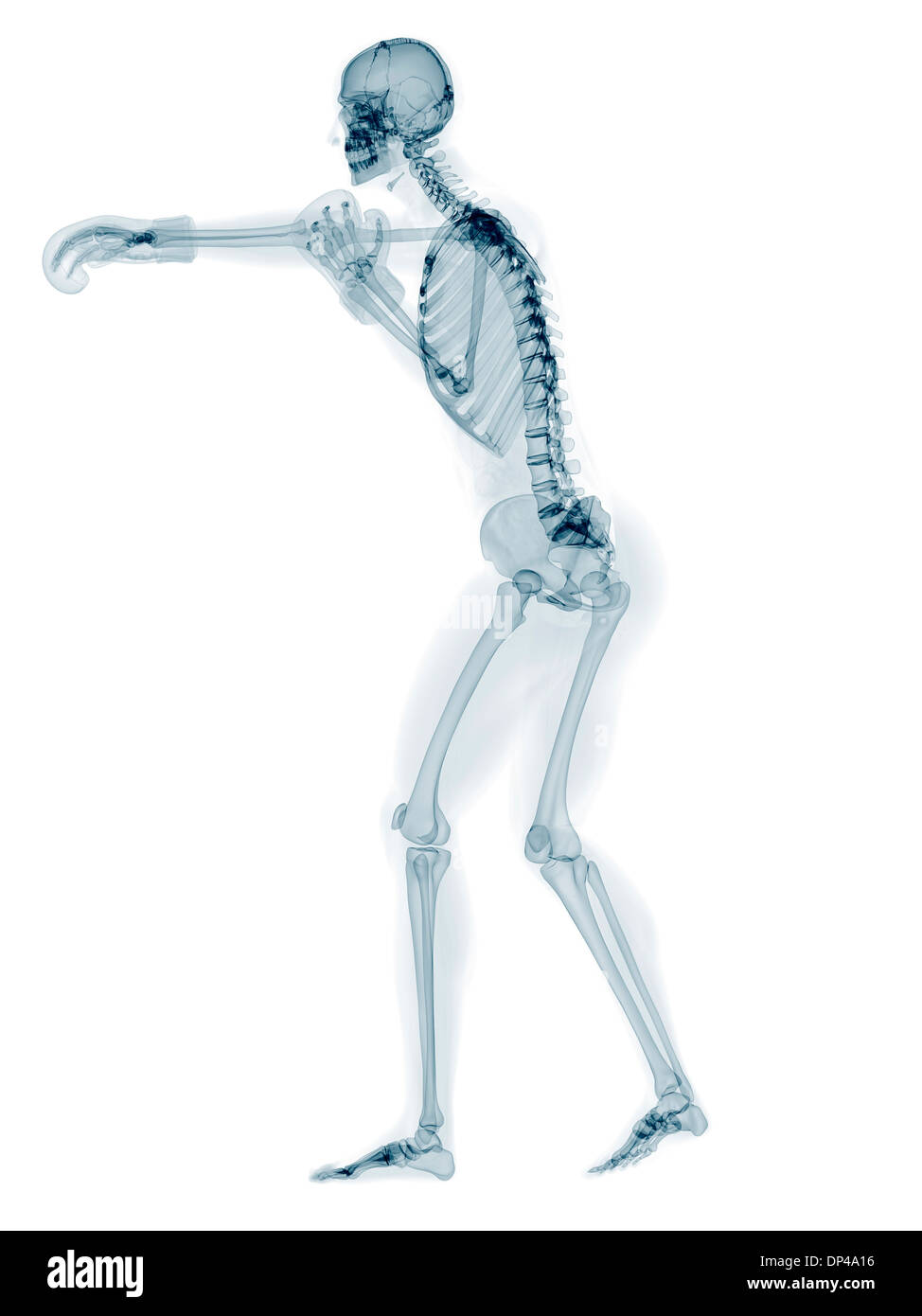 Skeleton boxing hi-res stock photography and images - Alamy