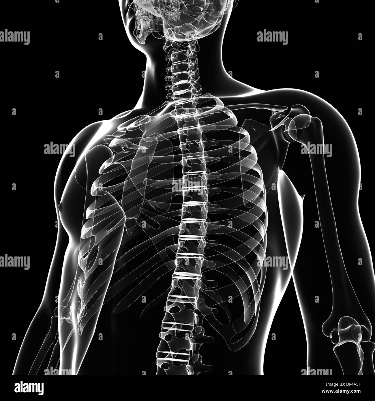 Human skeleton, artwork Stock Photo - Alamy