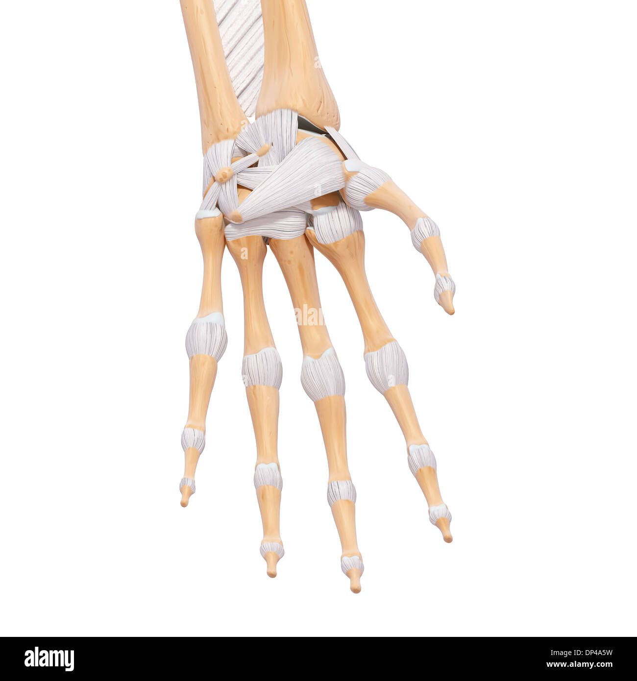Bones Of The Hand