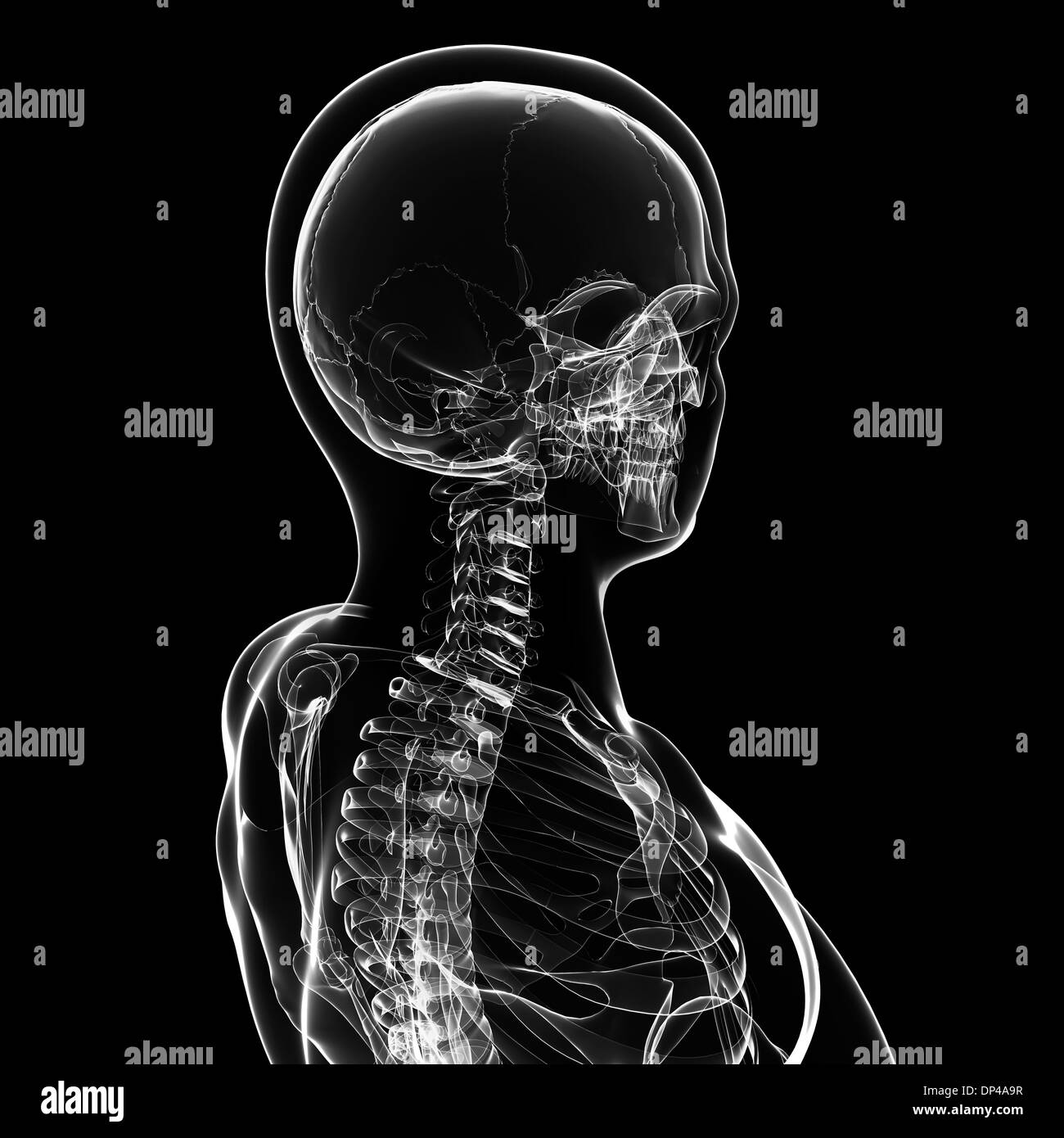 Human skeleton, artwork Stock Photo - Alamy