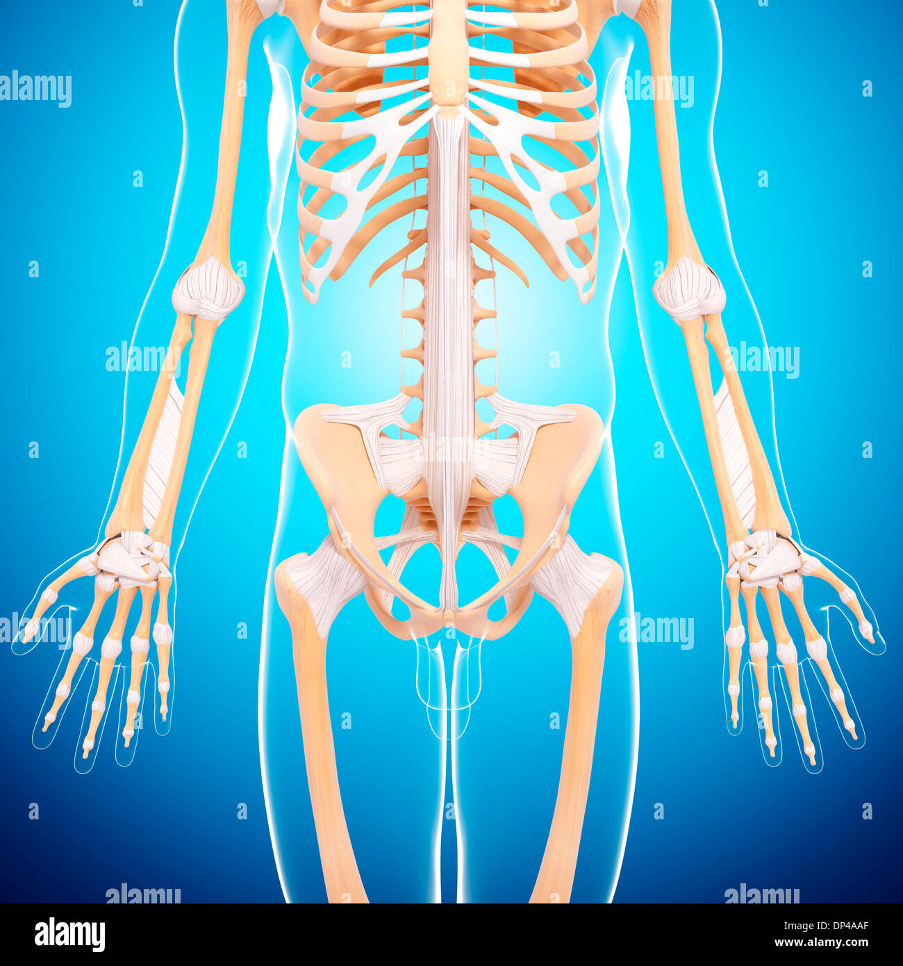Male skeleton, artwork Stock Photo - Alamy