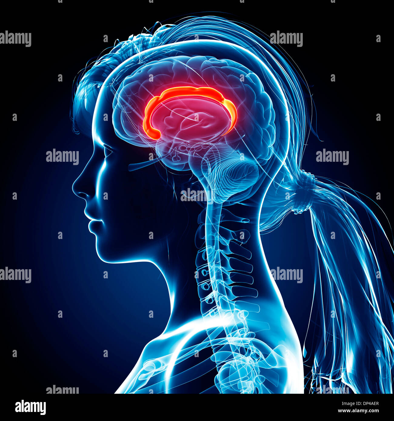 Female brain, artwork Stock Photo - Alamy