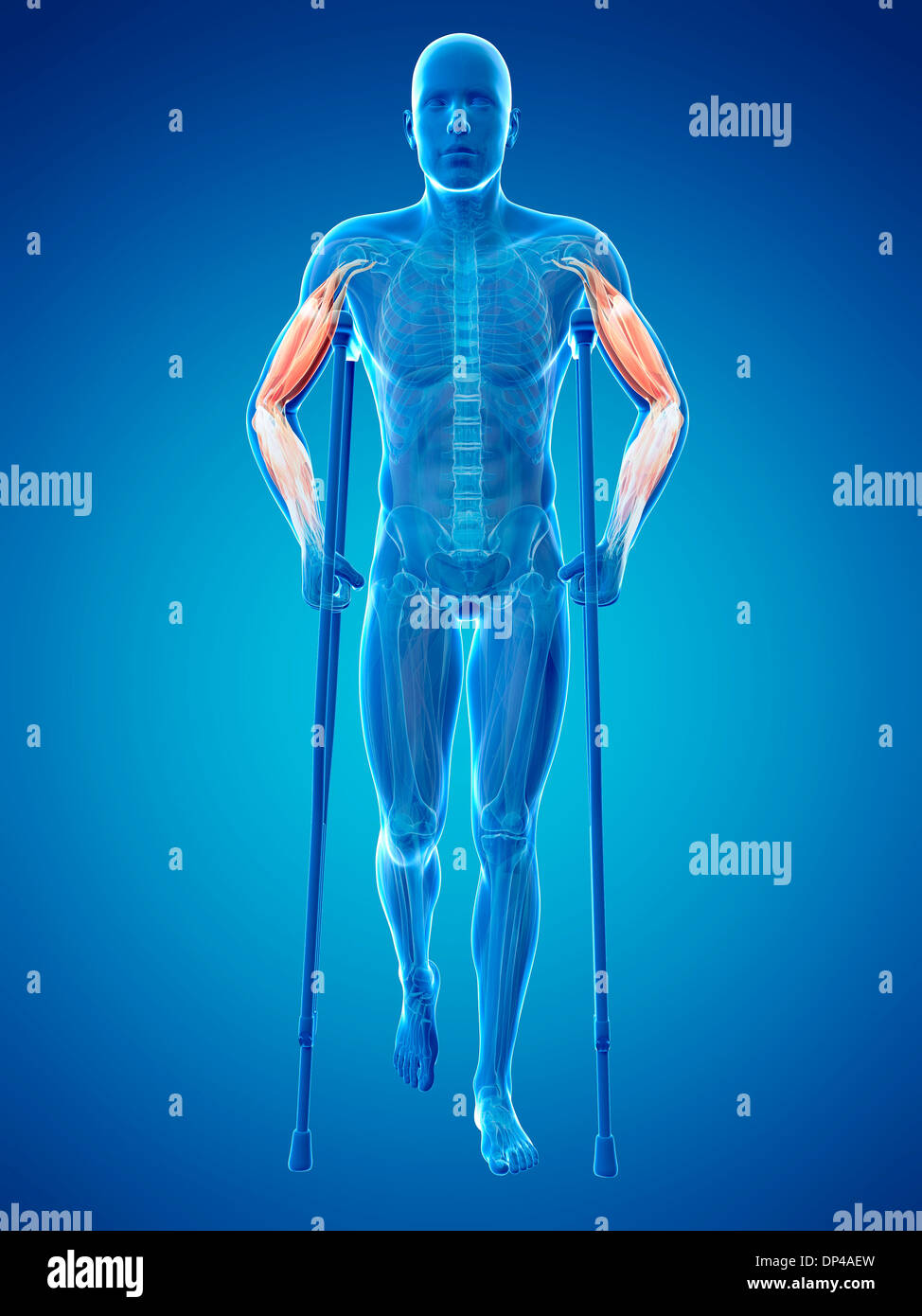 Musculature hi-res stock photography and images - Alamy