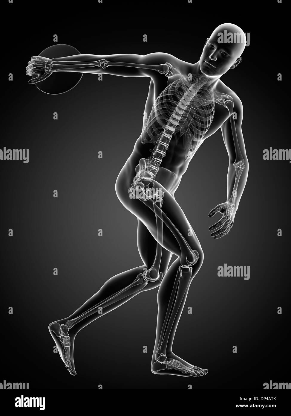 Male skeleton, artwork Stock Photo - Alamy