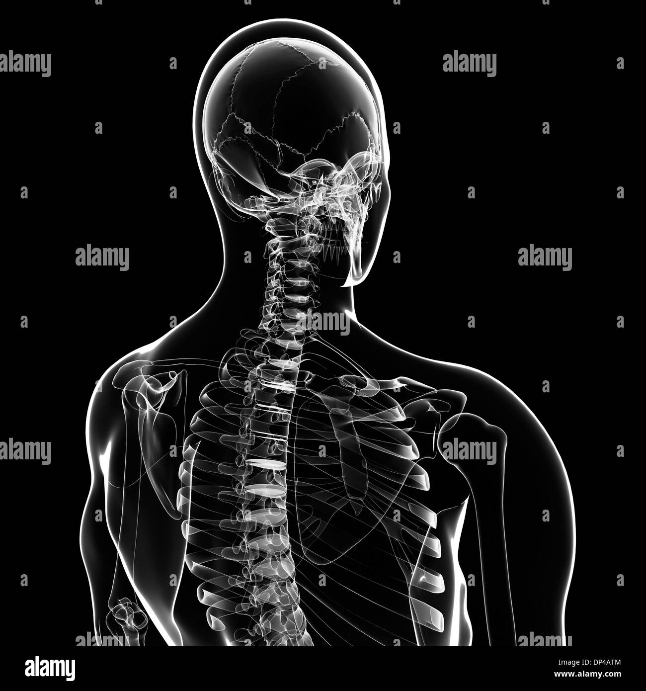 Human skeleton, artwork Stock Photo - Alamy