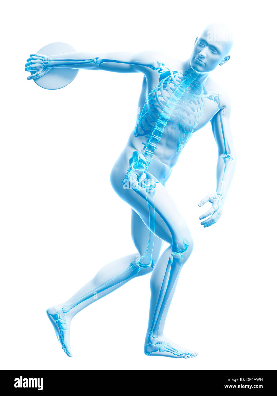 Male skeleton, artwork Stock Photo - Alamy