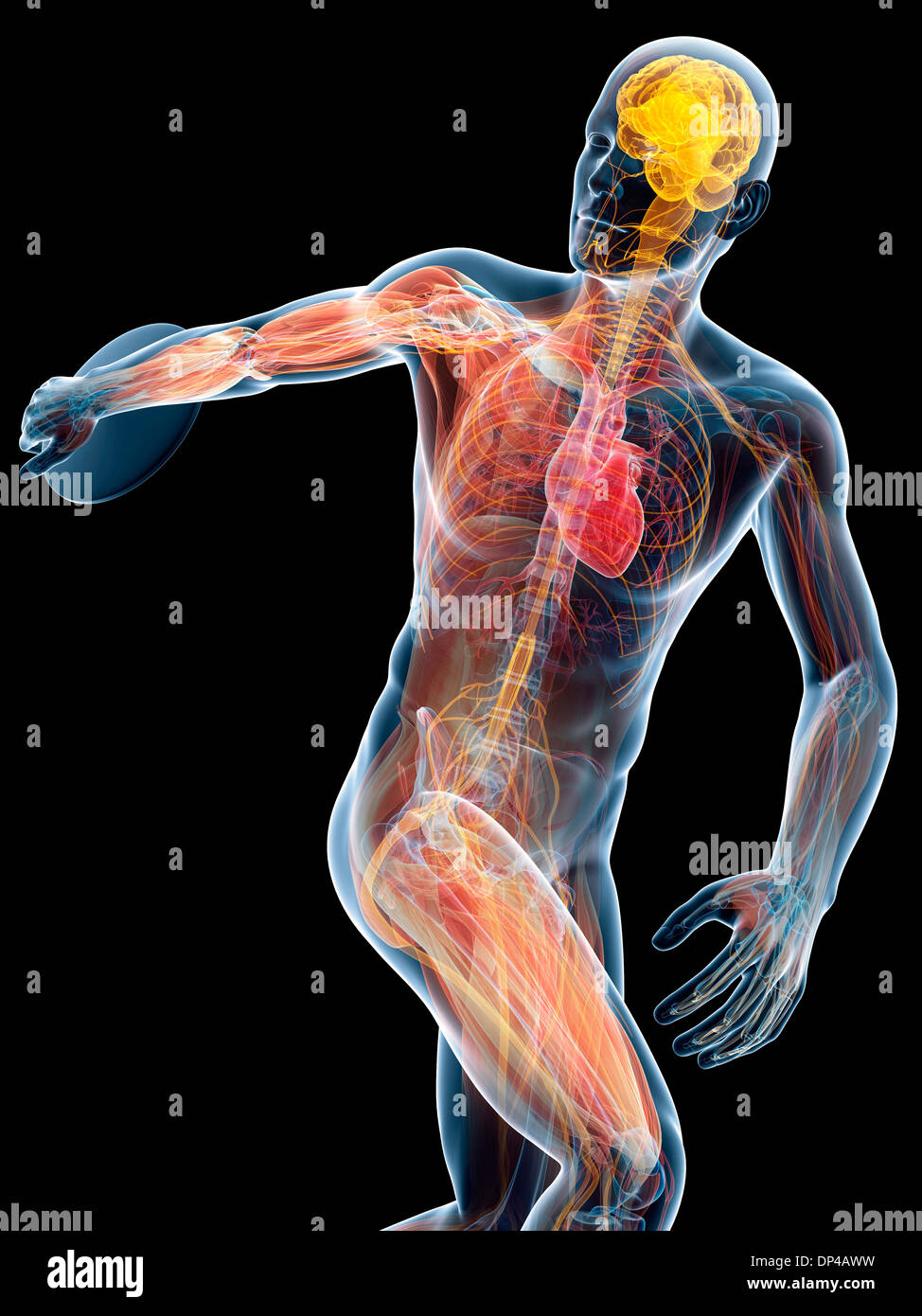 Male anatomy, artwork Stock Photo - Alamy