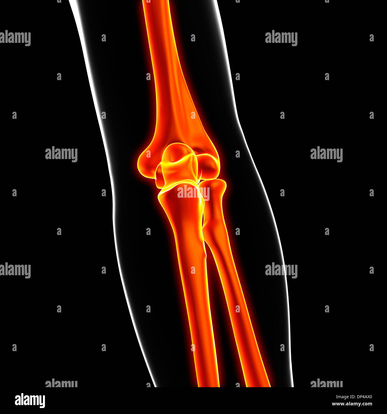 Human arm bones, artwork Stock Photo - Alamy