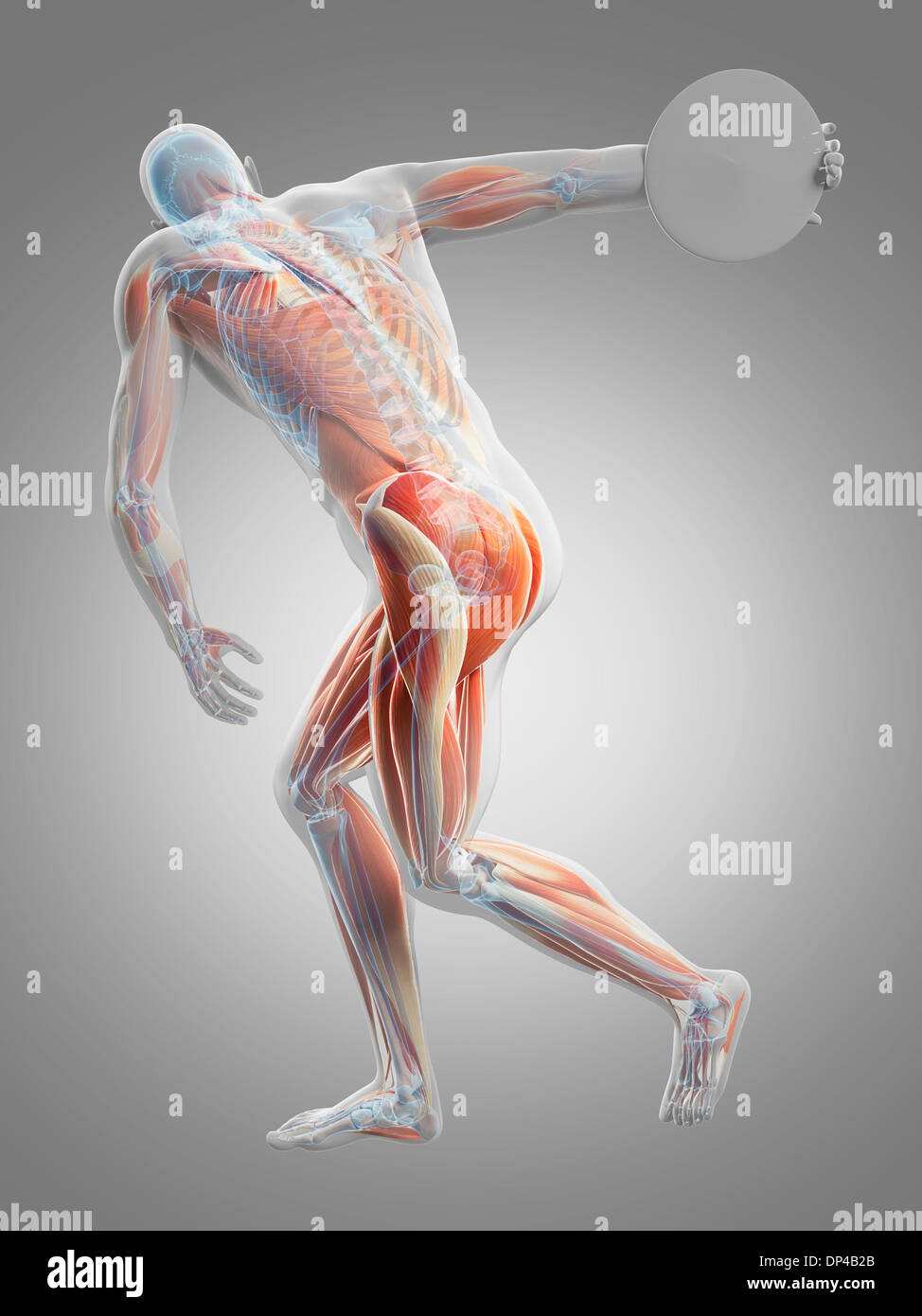 Male musculature, artwork Stock Photo - Alamy