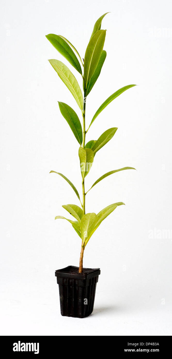 Aug 04, 2006; Auburn, CA, USA; A magnolia tree sapling grown from seed ...