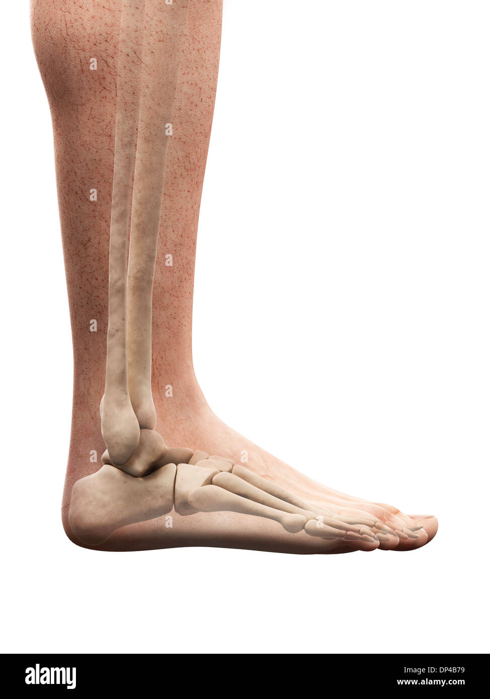 Foot anatomy side view Cut Out Stock Images & Pictures - Alamy