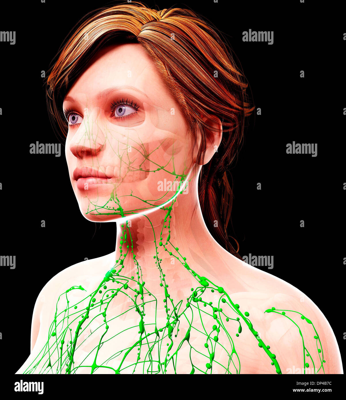 Female lymphatic system, artwork Stock Photo - Alamy