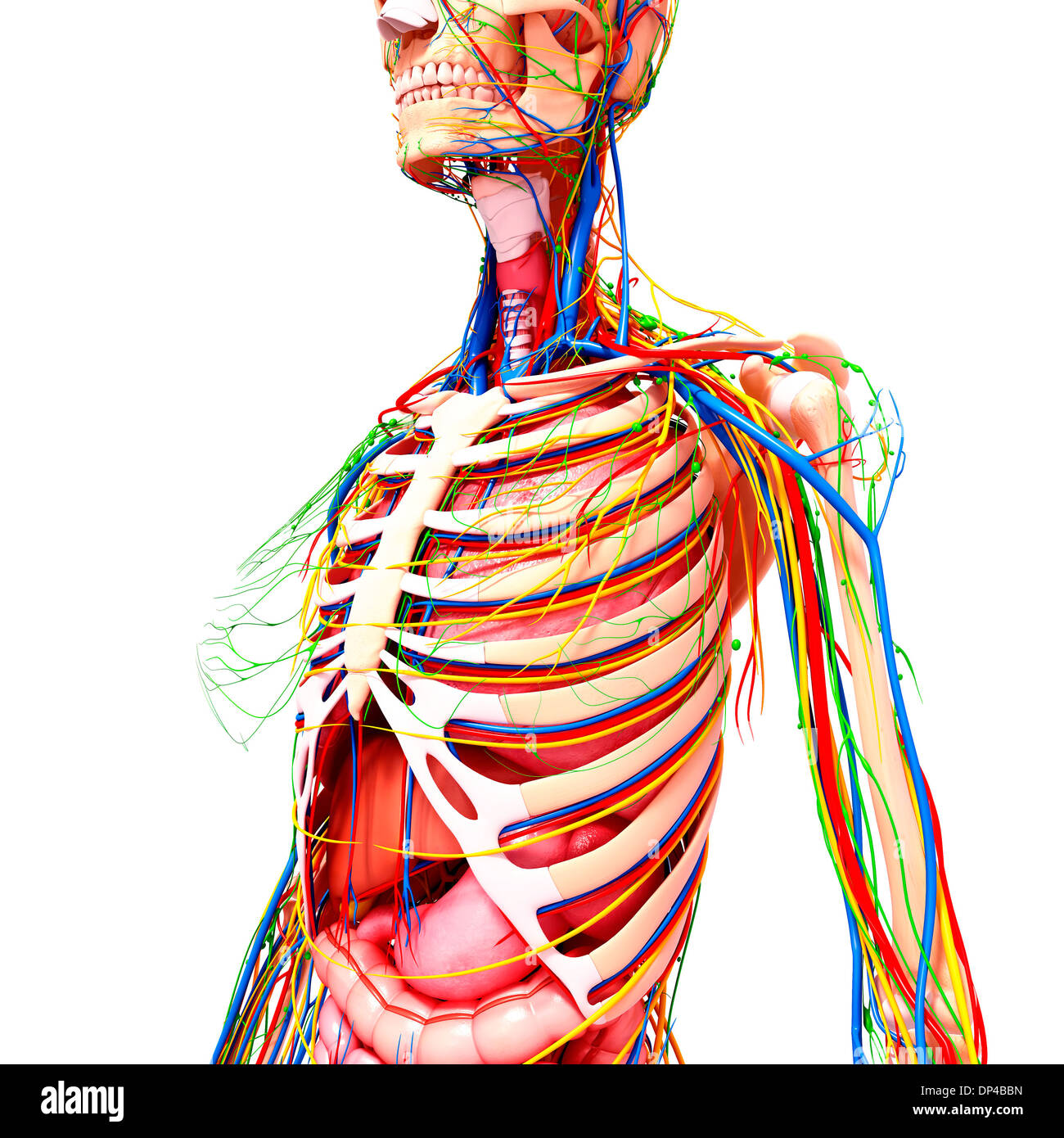 Female anatomy, artwork Stock Photo - Alamy
