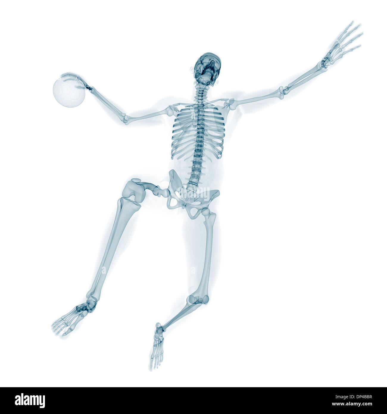 Anatomy of handball player hi-res stock photography and images - Alamy