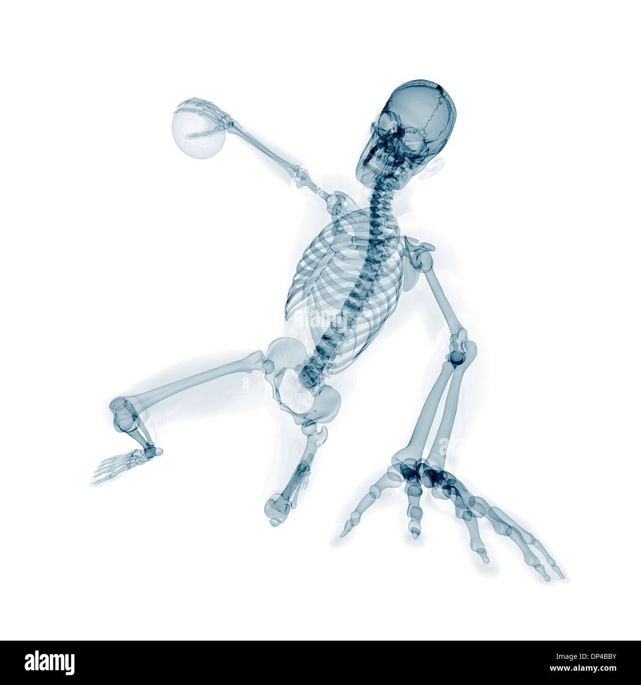 Anatomy of handball player hi-res stock photography and images - Alamy