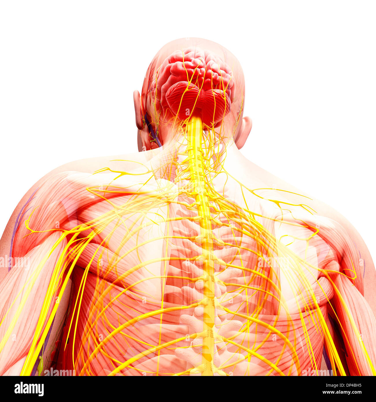 Human nervous system, artwork Stock Photo - Alamy