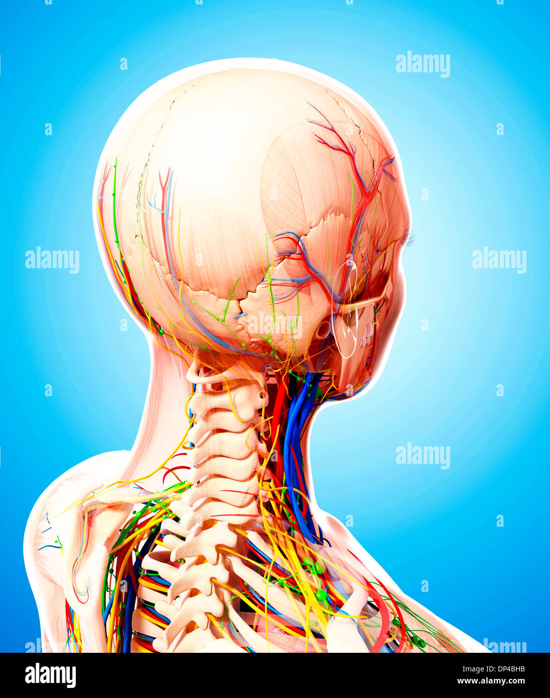 Human anatomy, artwork Stock Photo - Alamy