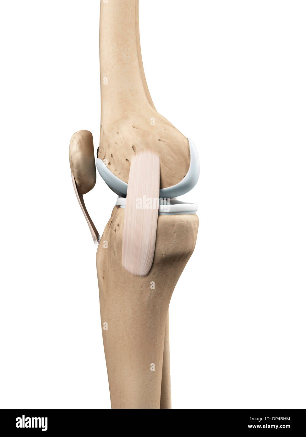 Anatomy of the knee side view hi-res stock photography and images - Alamy