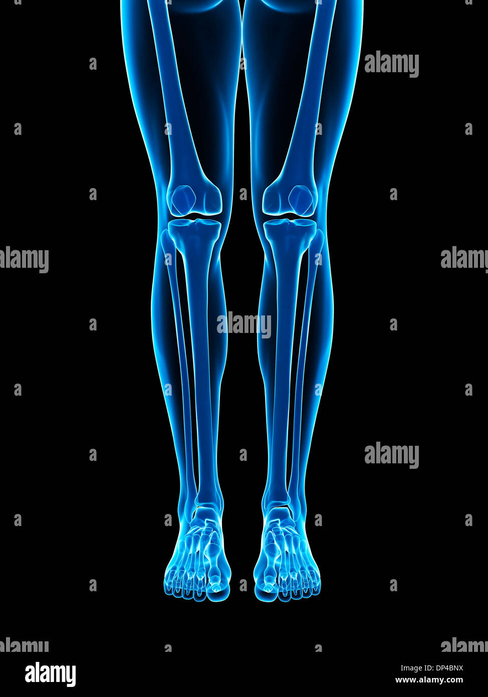 Leg anatomy, artwork Stock Photo - Alamy