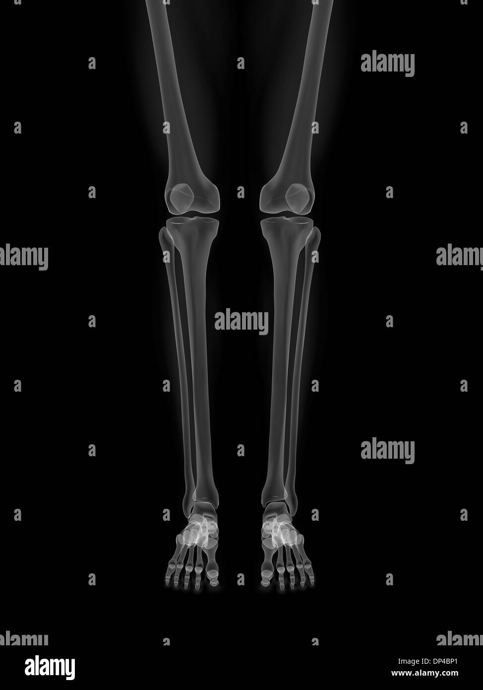 Leg anatomy, artwork Stock Photo - Alamy