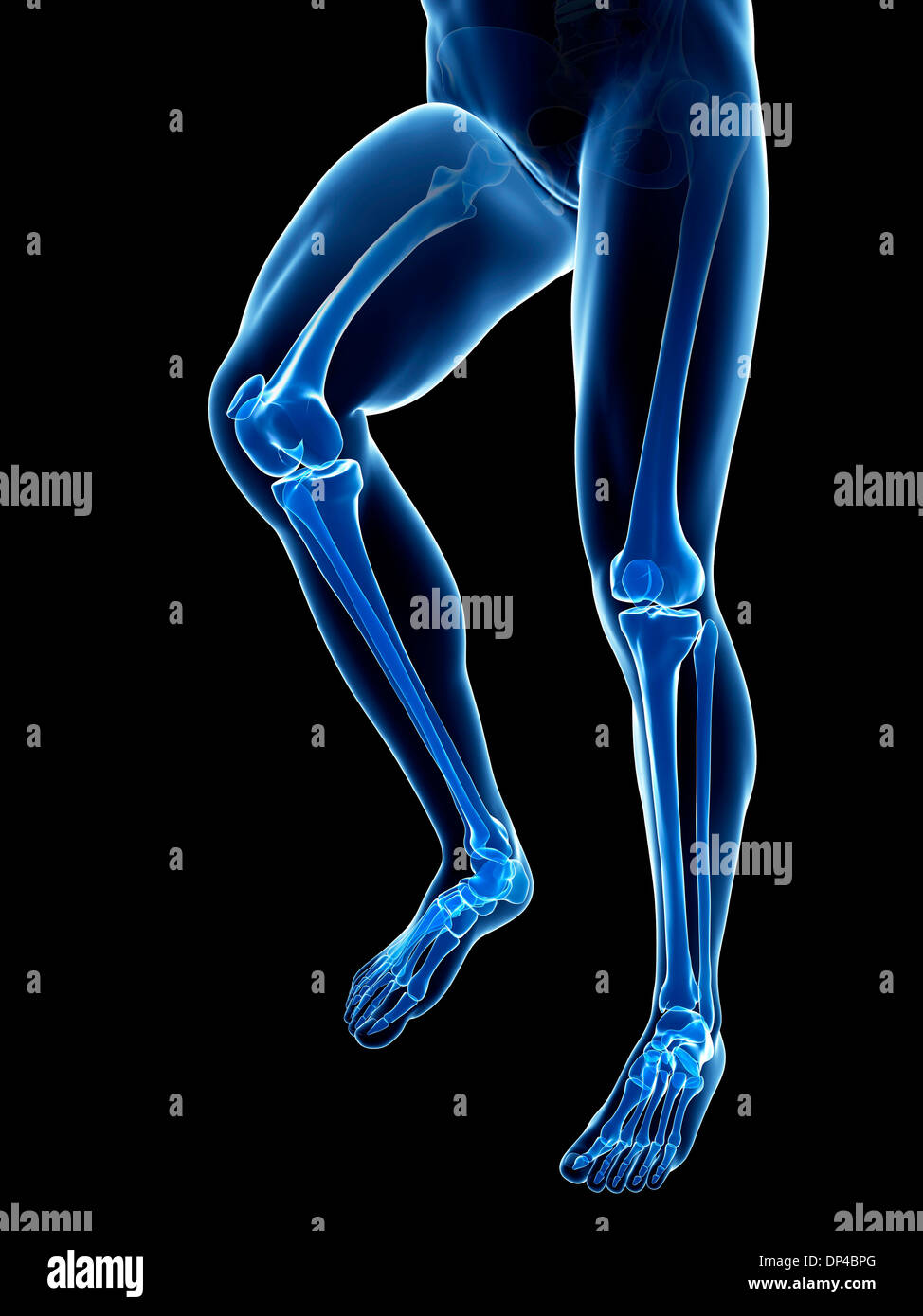 Leg anatomy, artwork Stock Photo - Alamy