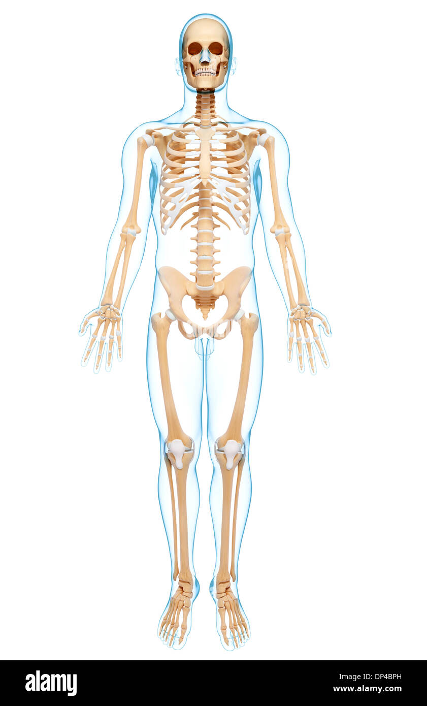 Human skeleton, artwork Stock Photo - Alamy