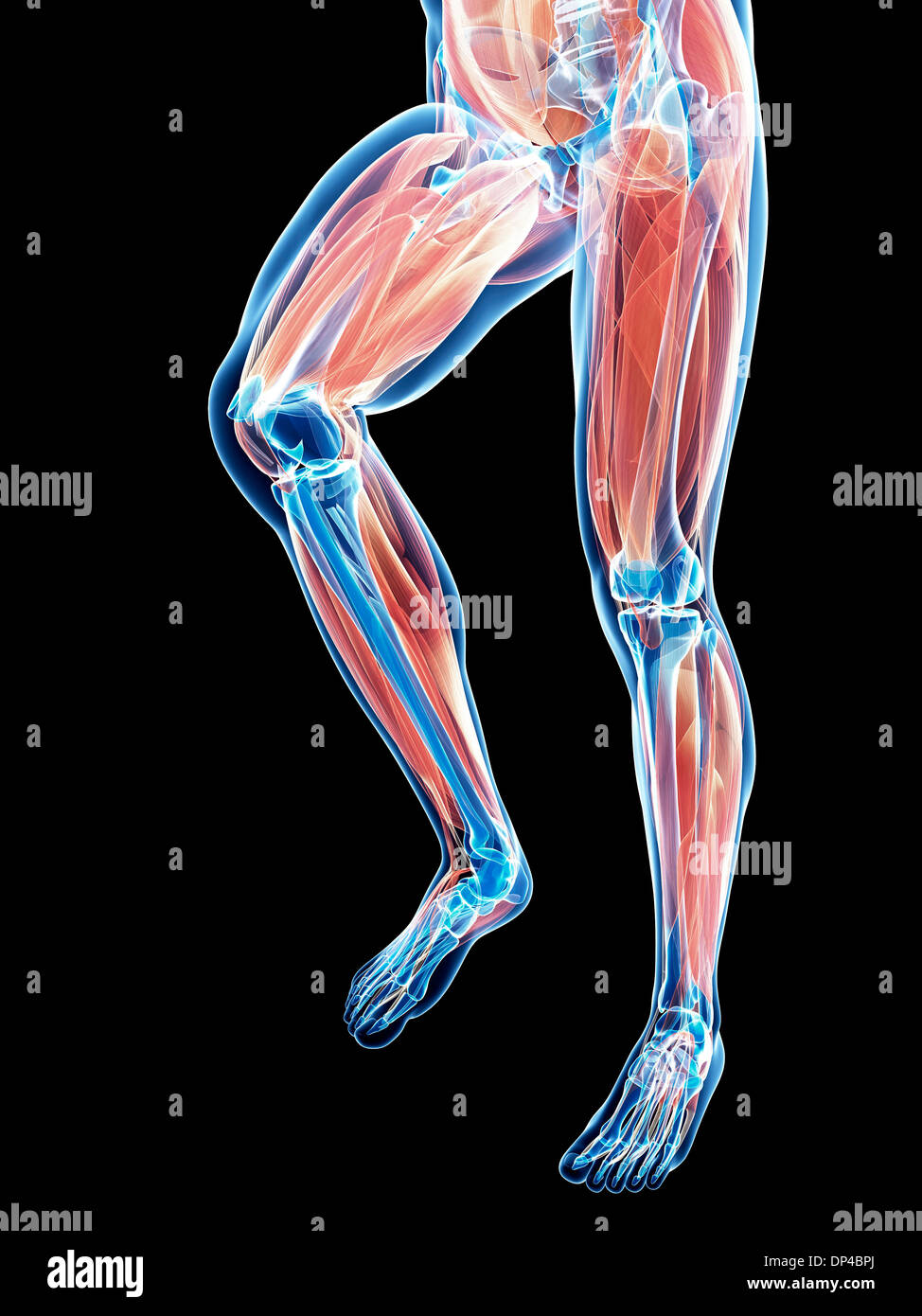 Leg anatomy, artwork Stock Photo - Alamy