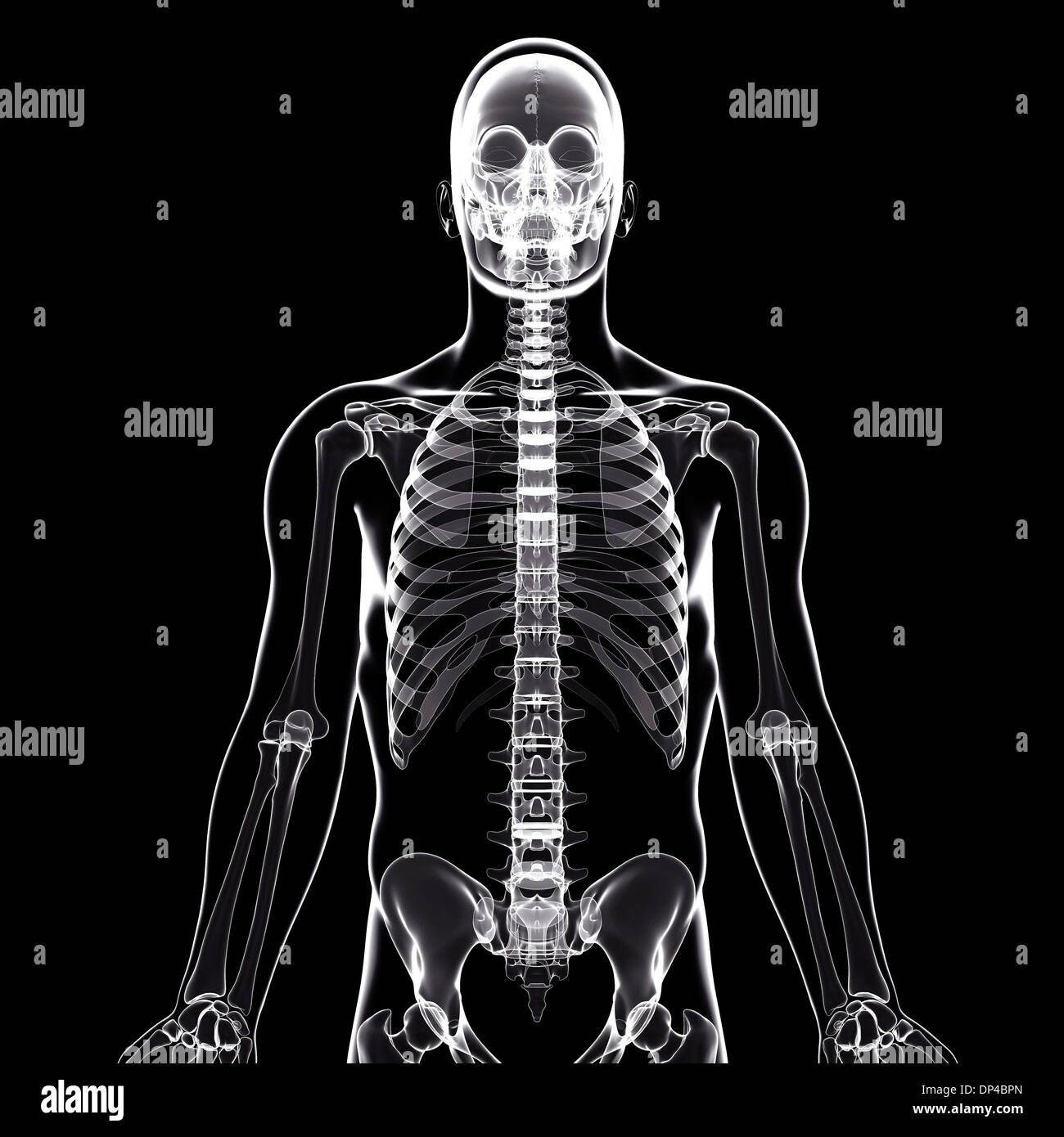 Human skeleton, artwork Stock Photo - Alamy