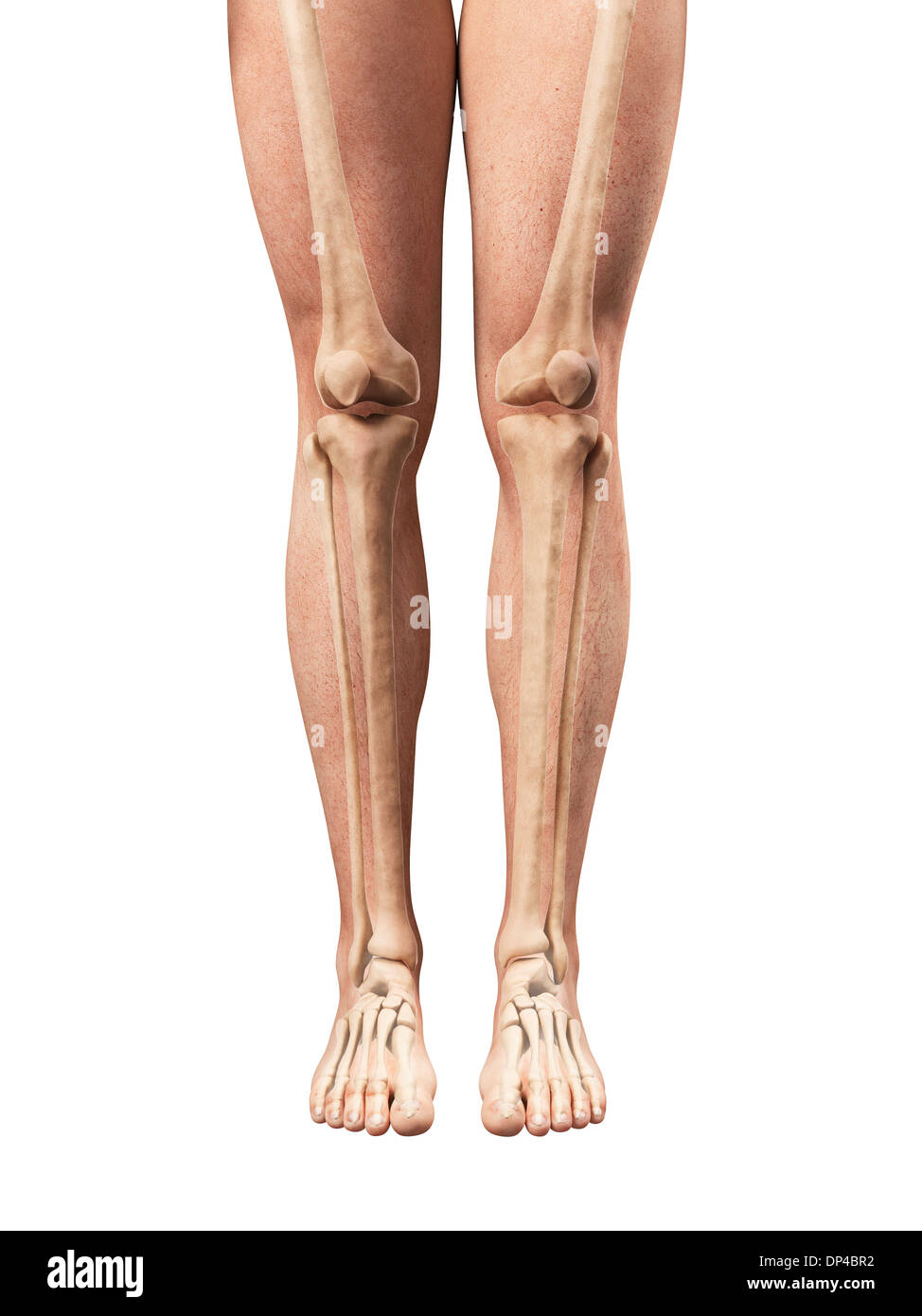 Leg anatomy, artwork Stock Photo - Alamy