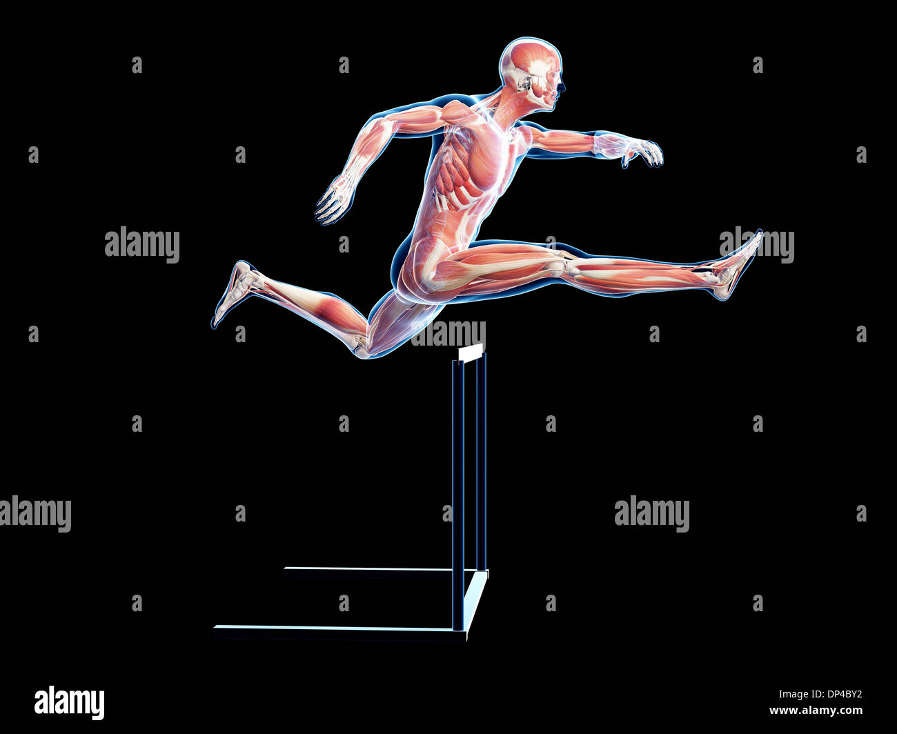 Male musculature, artwork Stock Photo - Alamy