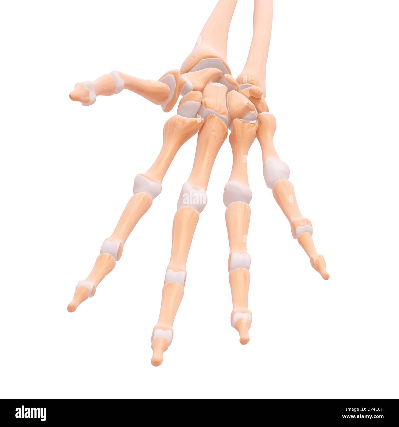 Human hand bones, artwork Stock Photo - Alamy