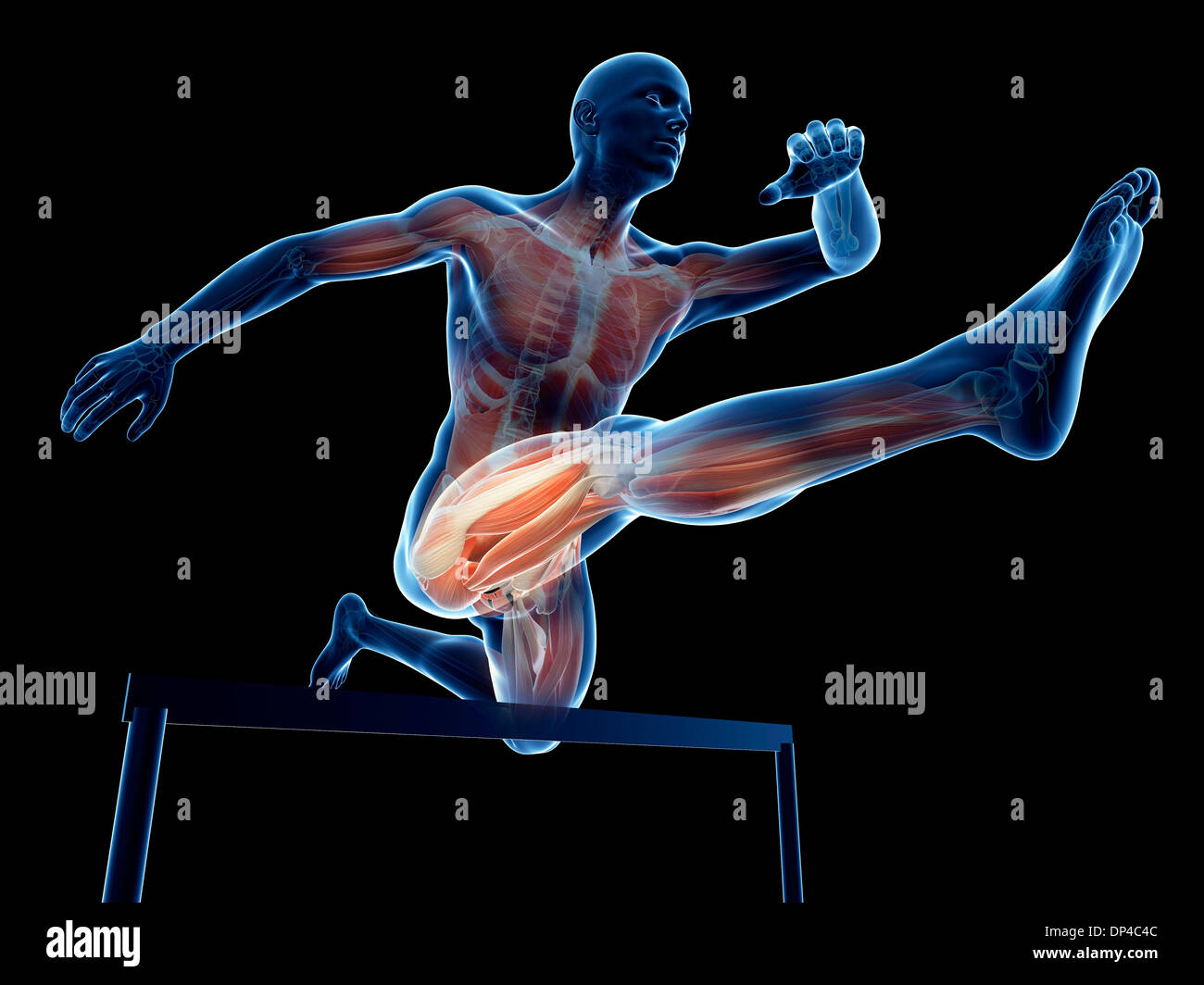 Male musculature, artwork Stock Photo - Alamy
