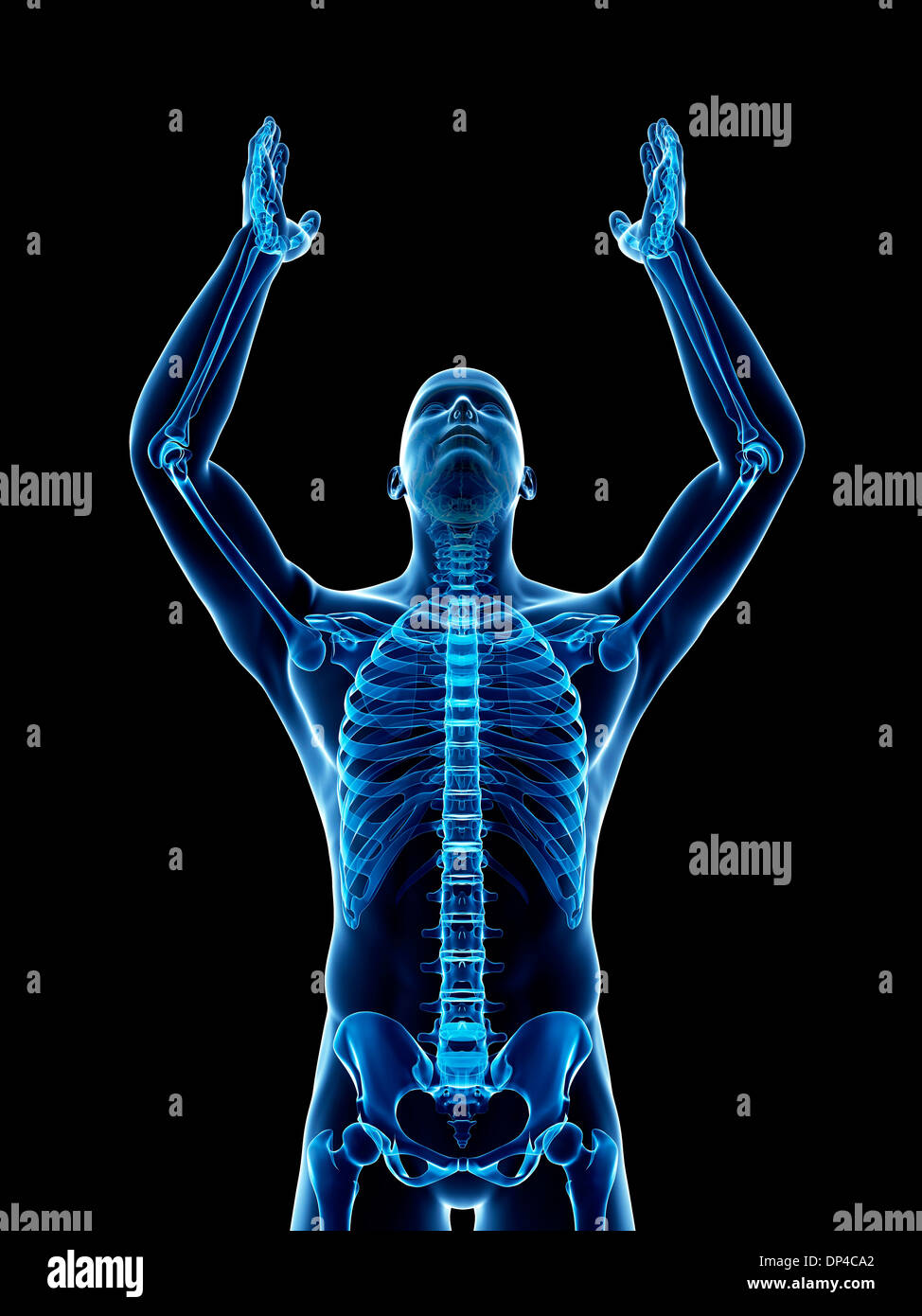 Front skeleton hi-res stock photography and images - Alamy
