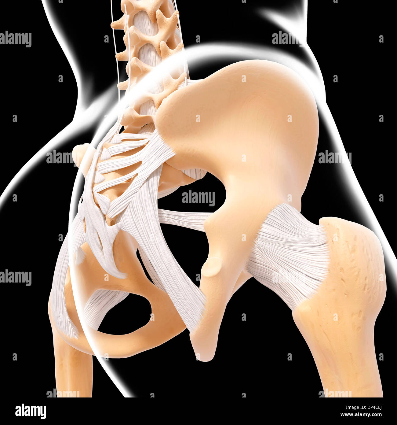 Human pelvic bones, artwork Stock Photo - Alamy