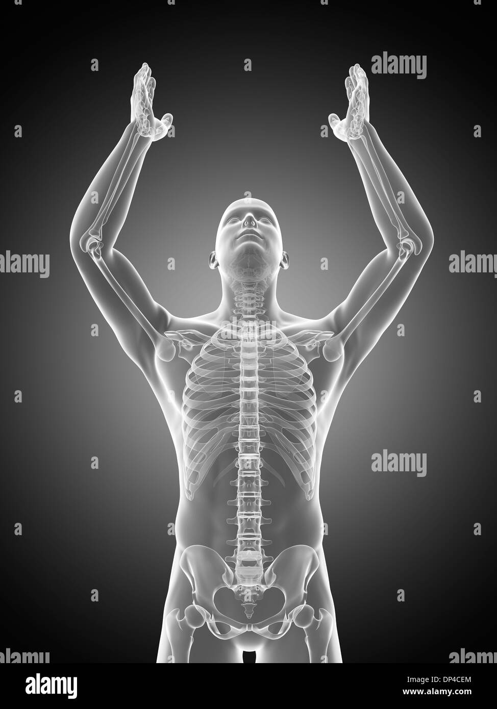 Male skeleton, artwork Stock Photo - Alamy