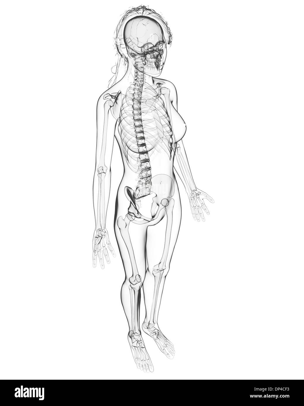 Female skeleton, artwork Stock Photo - Alamy