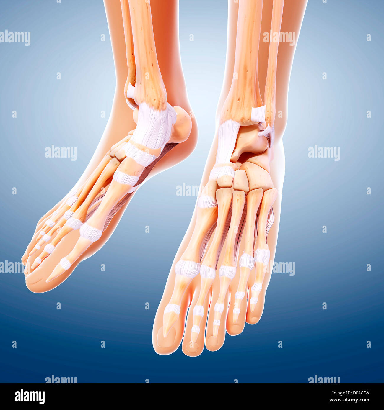 Human foot bones, artwork Stock Photo - Alamy