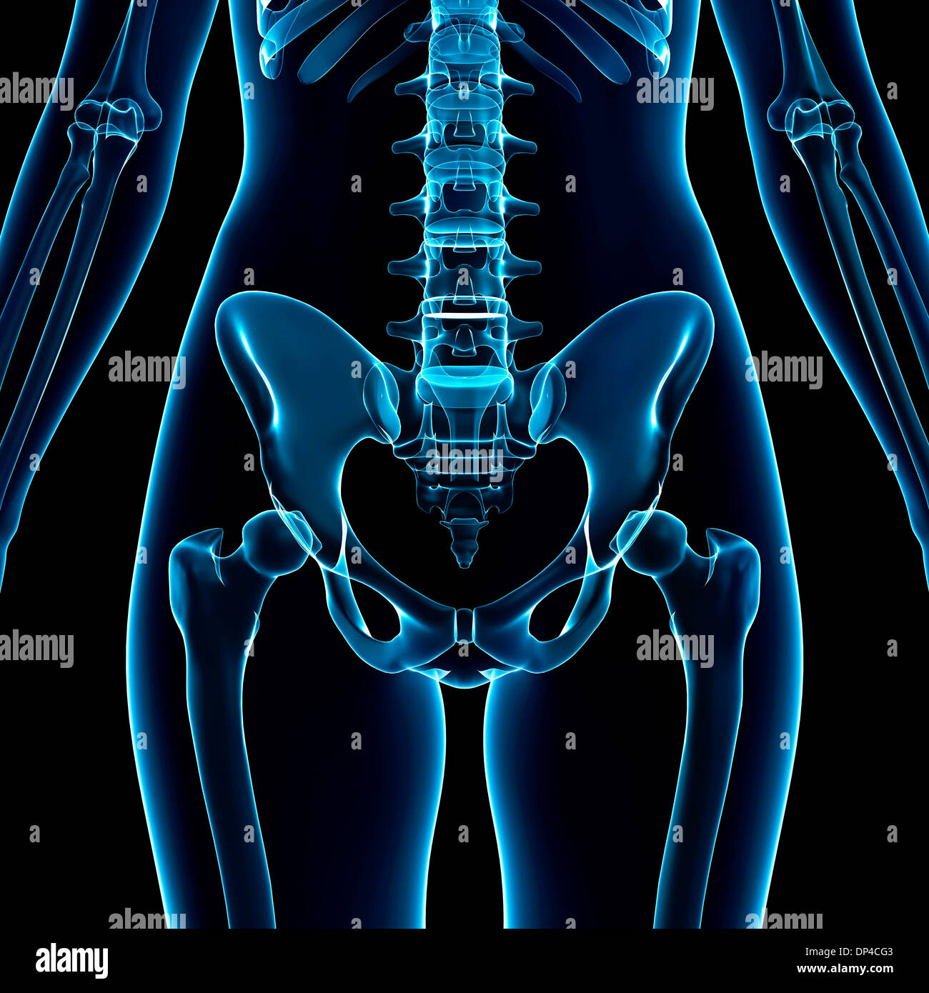 Human pelvic bones, artwork Stock Photo - Alamy