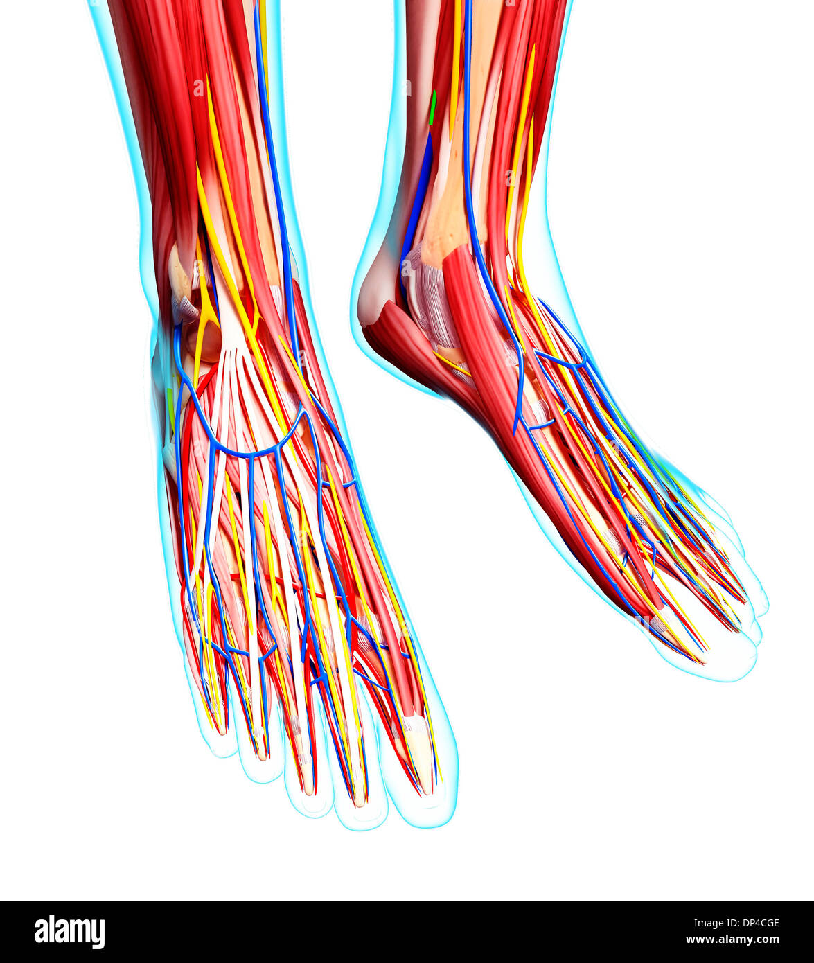 Human foot anatomy, artwork Stock Photo - Alamy