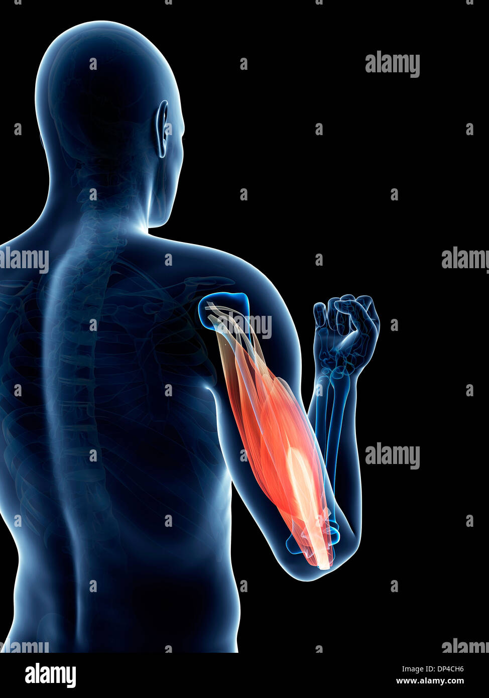 Biceps muscle, artwork Stock Photo - Alamy