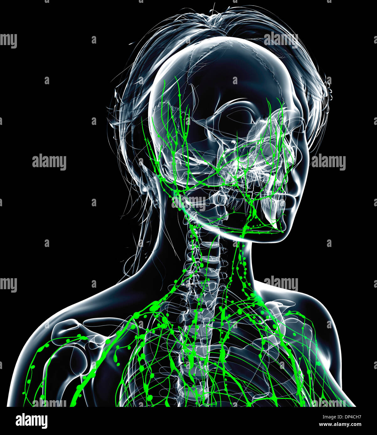 Female lymphatic system, artwork Stock Photo - Alamy