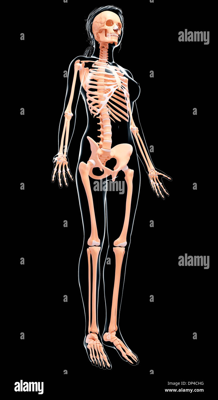 Female skeleton, artwork Stock Photo - Alamy