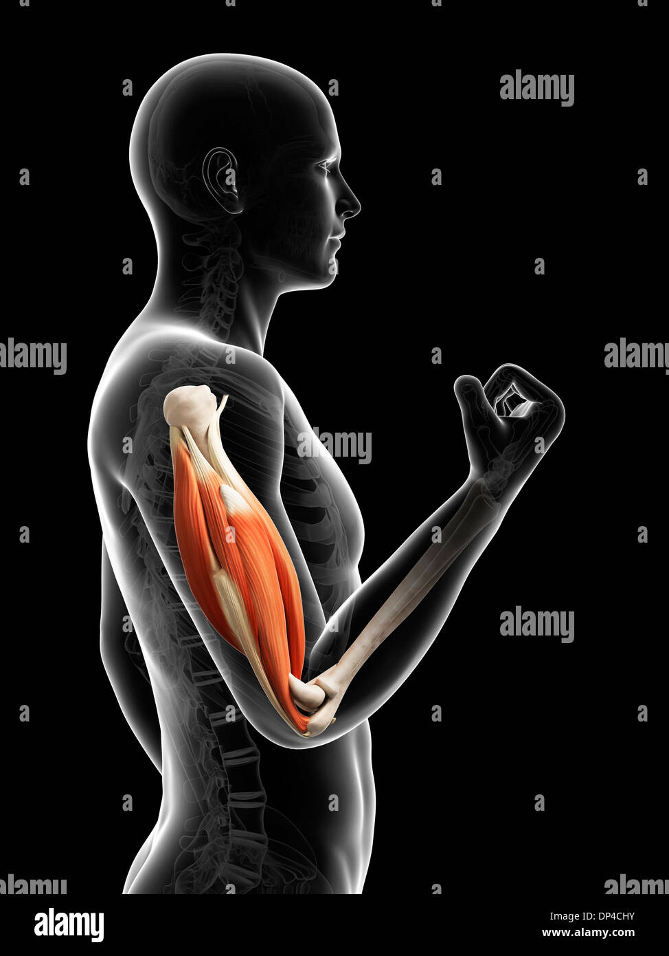 Biceps muscle hi-res stock photography and images - Alamy