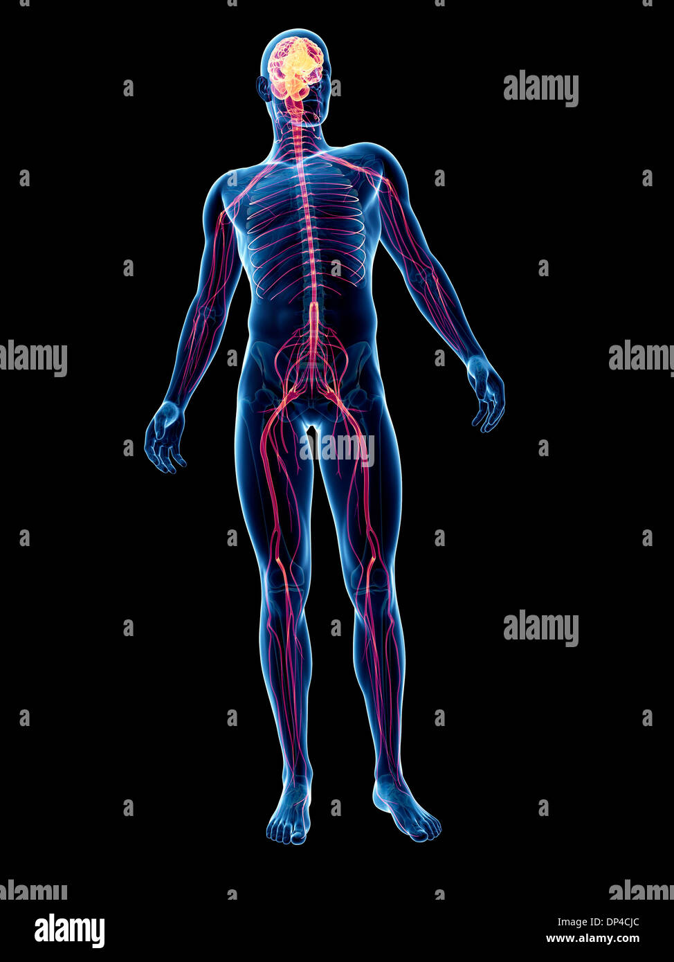 Full body view male nervous hi-res stock photography and images - Alamy
