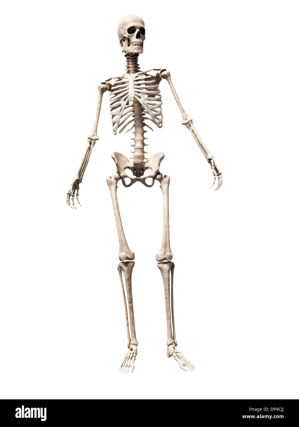 Male skeleton, artwork Stock Photo - Alamy