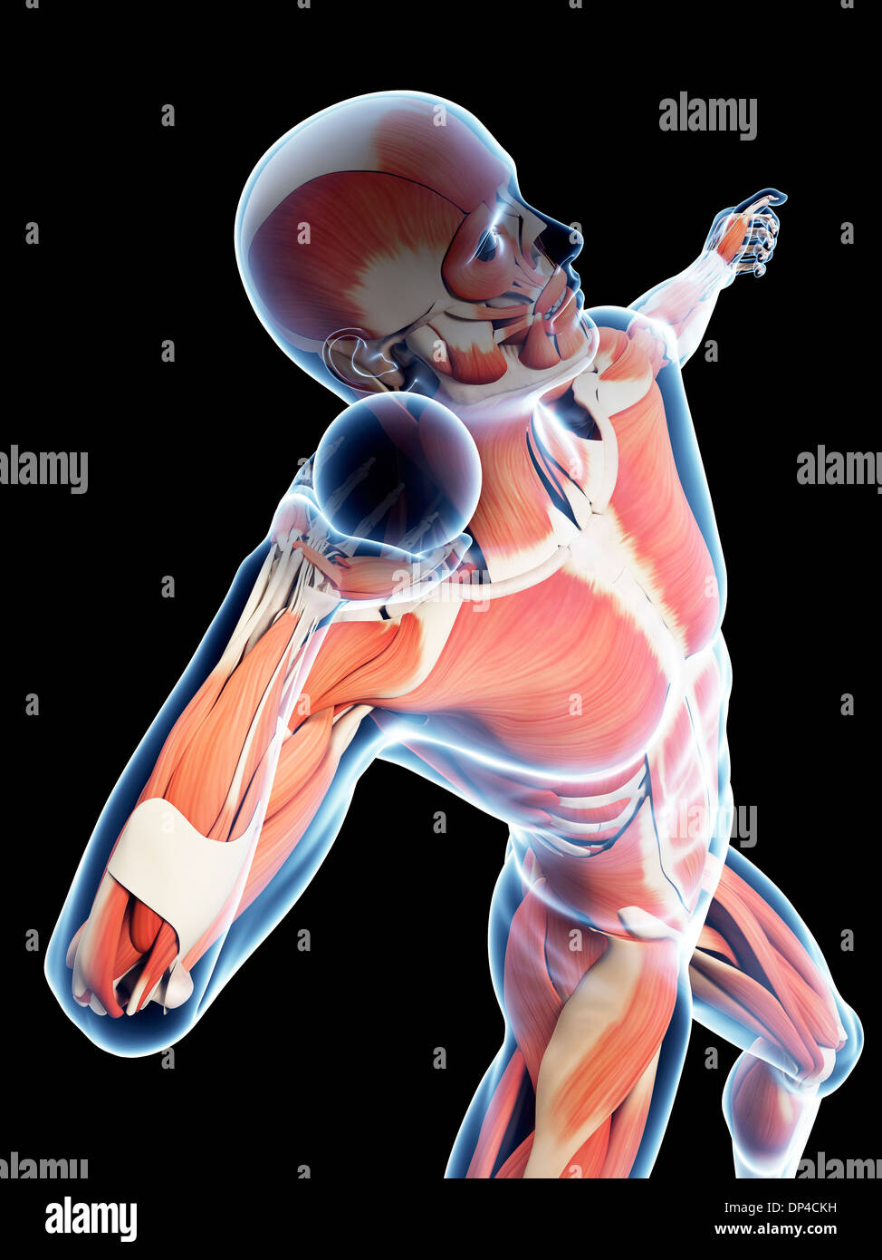 Male musculature, artwork Stock Photo - Alamy